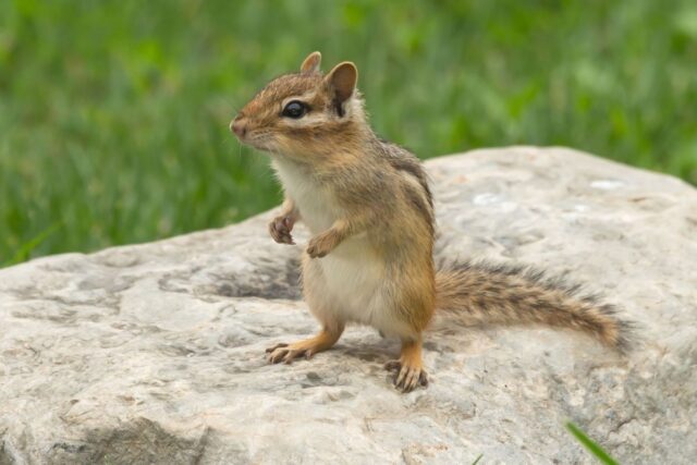 25 Different Types of Chipmunks | NatureNibble