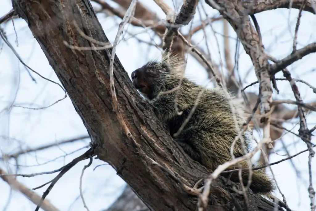 27 Different Types of Porcupines | NatureNibble