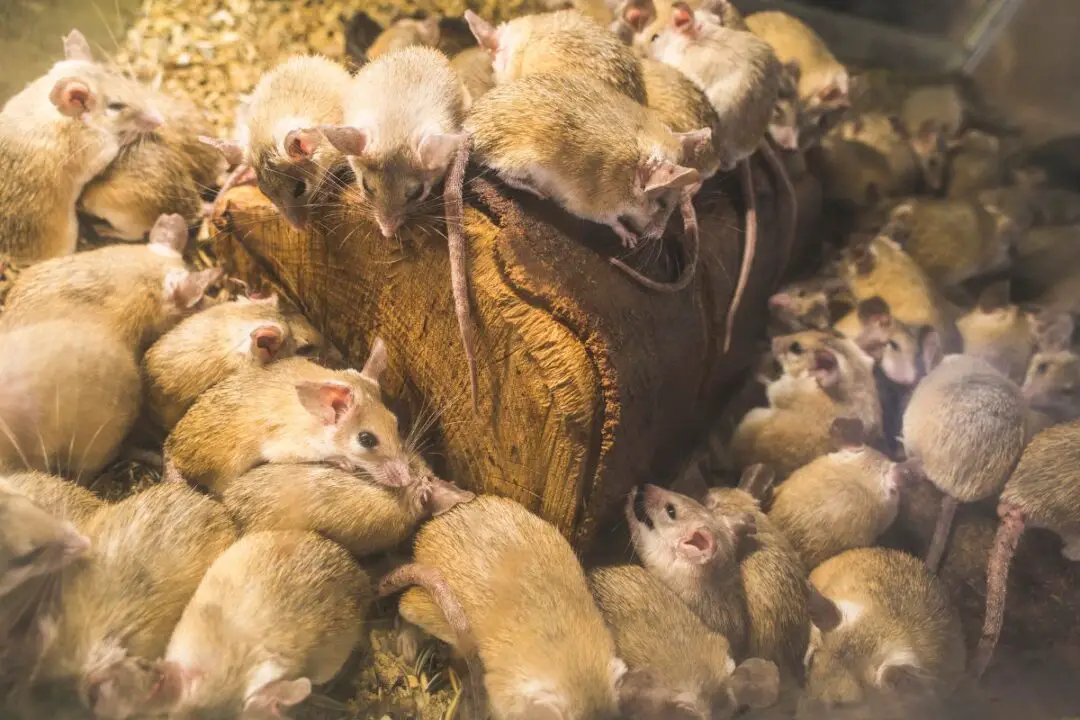 51 Different Types of Rats | NatureNibble