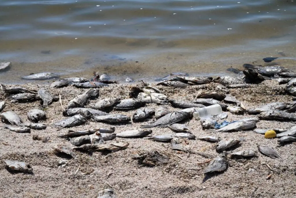 Lake Turnover: What Is It and Why Does It Happen? | NatureNibble