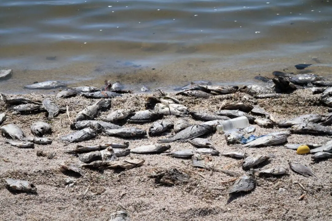 Lake Turnover: What Is It and Why Does It Happen? | NatureNibble