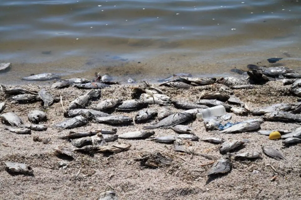 Lake Turnover: What Is It and Why Does It Happen? | NatureNibble