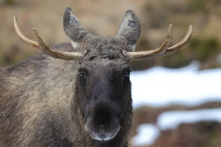 8 Different Types of Elk | NatureNibble