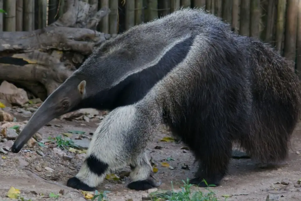 4 Different Types of Anteaters | NatureNibble
