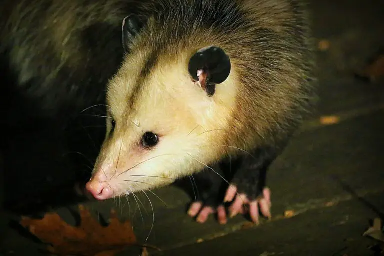 10 Different Types of Possums | NatureNibble