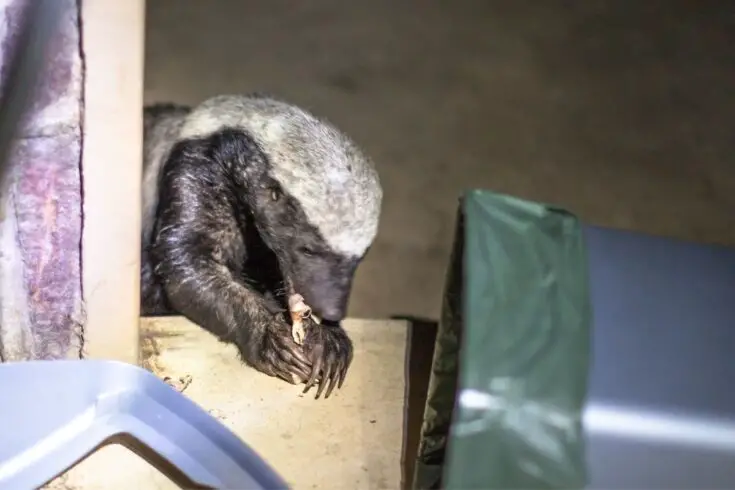 What Kills Honey Badgers (Other Than People)? | NatureNibble