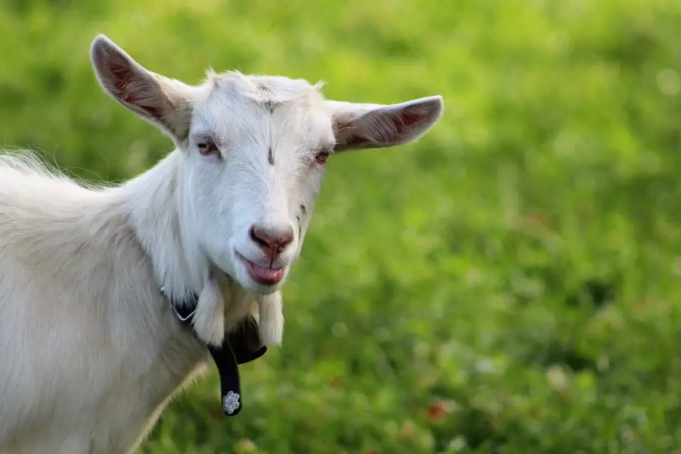 10 Animals that are Surprisingly Similar to a Goat | NatureNibble