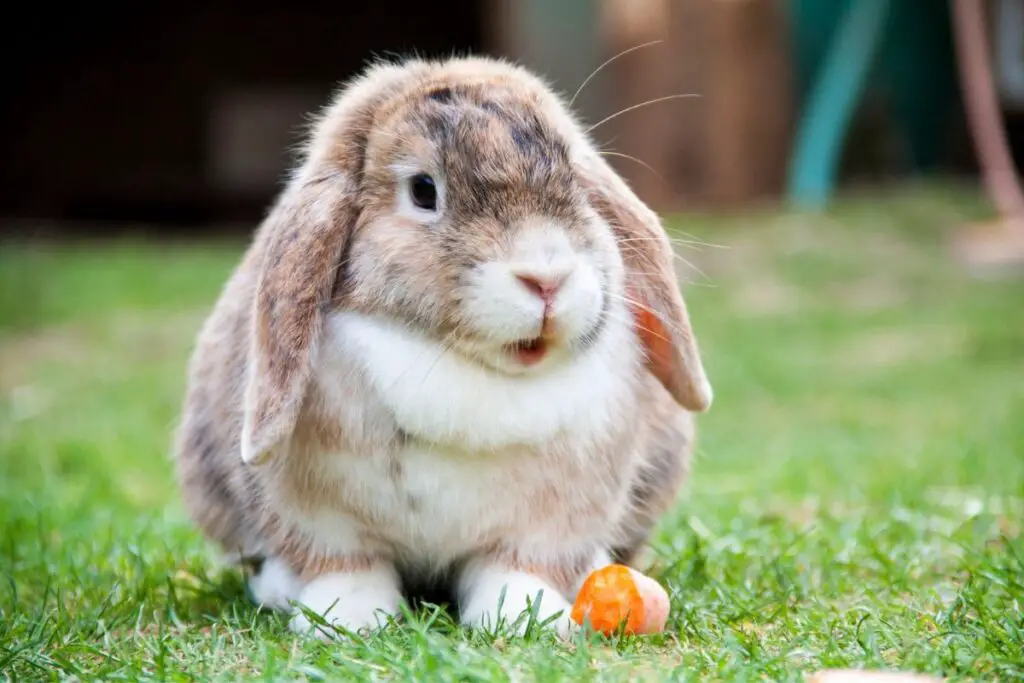 17 Different Animals Similar to a Rabbit | NatureNibble
