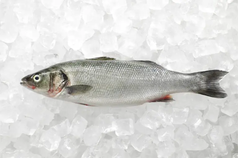 15 Fish Similar to Salmon | NatureNibble