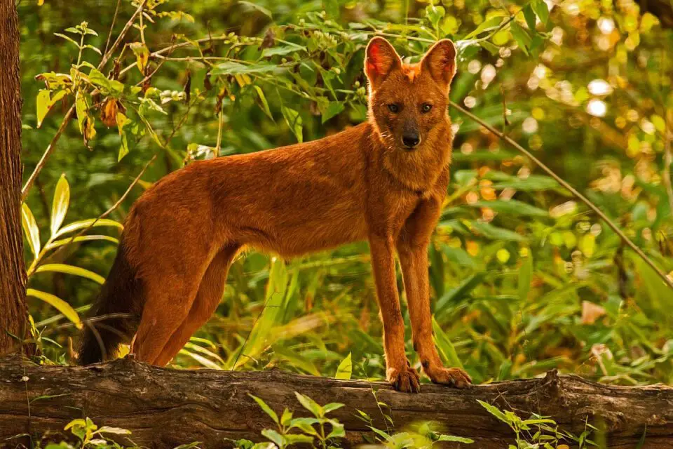 11 Different Animals Similar to a Fox | NatureNibble