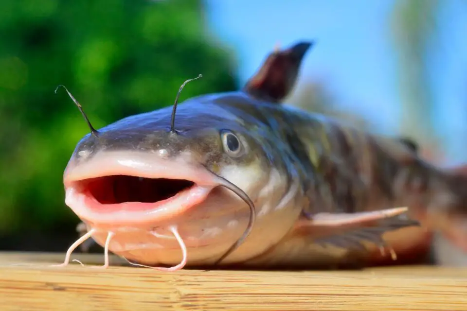 15 Fish Similar to Catfish | NatureNibble