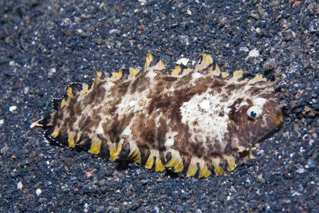 17 Fish Similar to Tilapia | NatureNibble