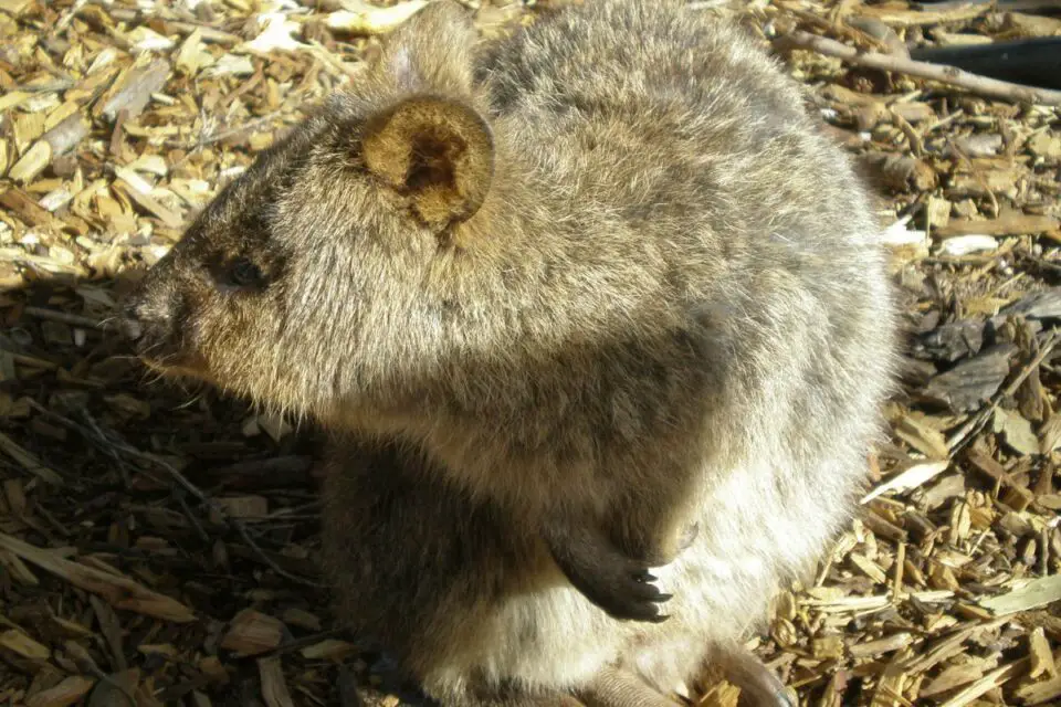 14 Animals Similar to a Prairie Dog | NatureNibble