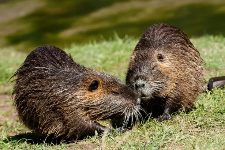 15 Animals Similar to a Rat | NatureNibble