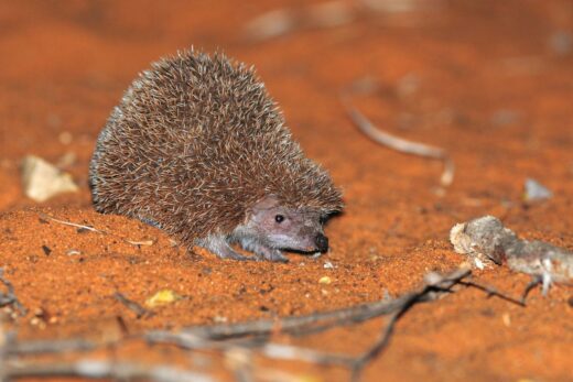9 Different Animals Similar to a Possum | NatureNibble