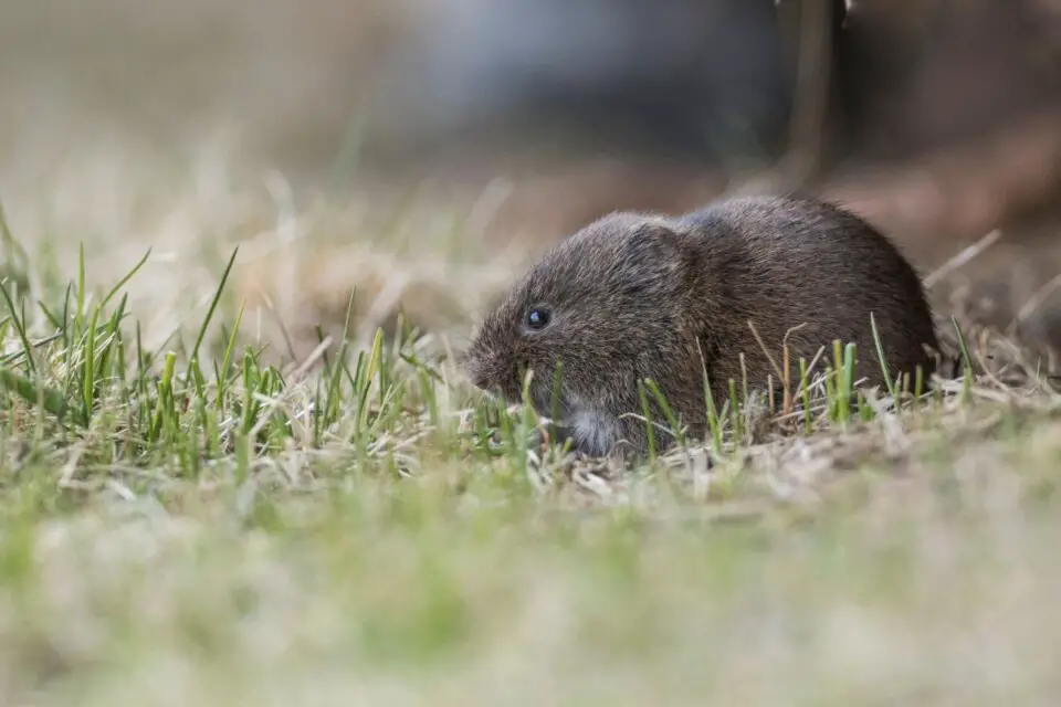 Top 10 Mole-Like Animals: Animals with Distinct Lifestyles That Are ...