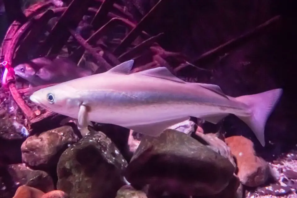 15 Fish Similar to Cod | NatureNibble