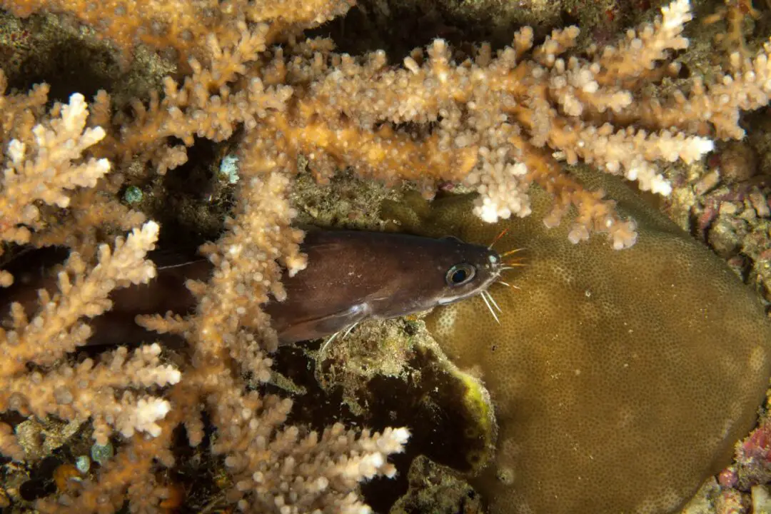 15 Fish Similar to Cod | NatureNibble