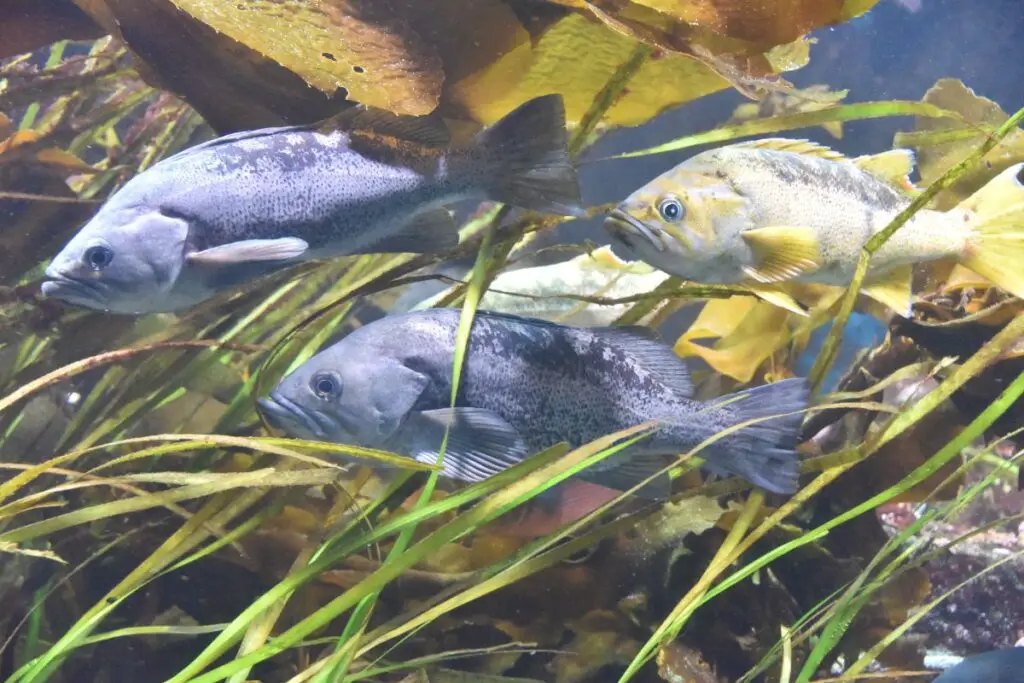 11 Fish Similar to Haddock | NatureNibble