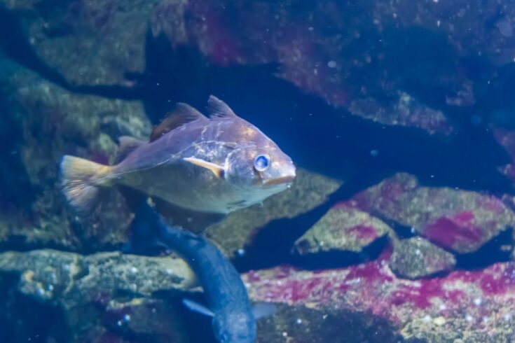 15 Fish Similar to Cod | NatureNibble