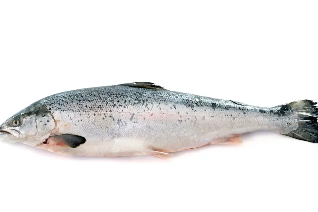 10 Fish Similar to Herring | NatureNibble