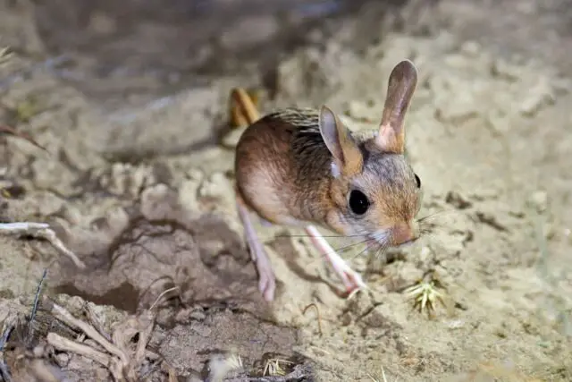16 Animals Similar to Mice | NatureNibble
