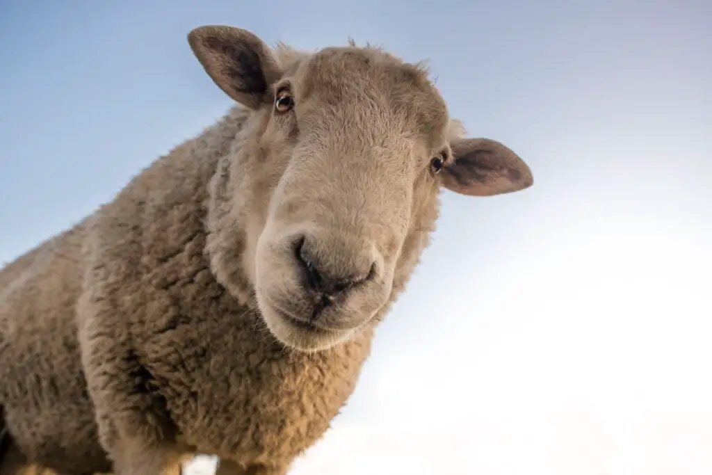 15 Animals Similar to Sheep | NatureNibble