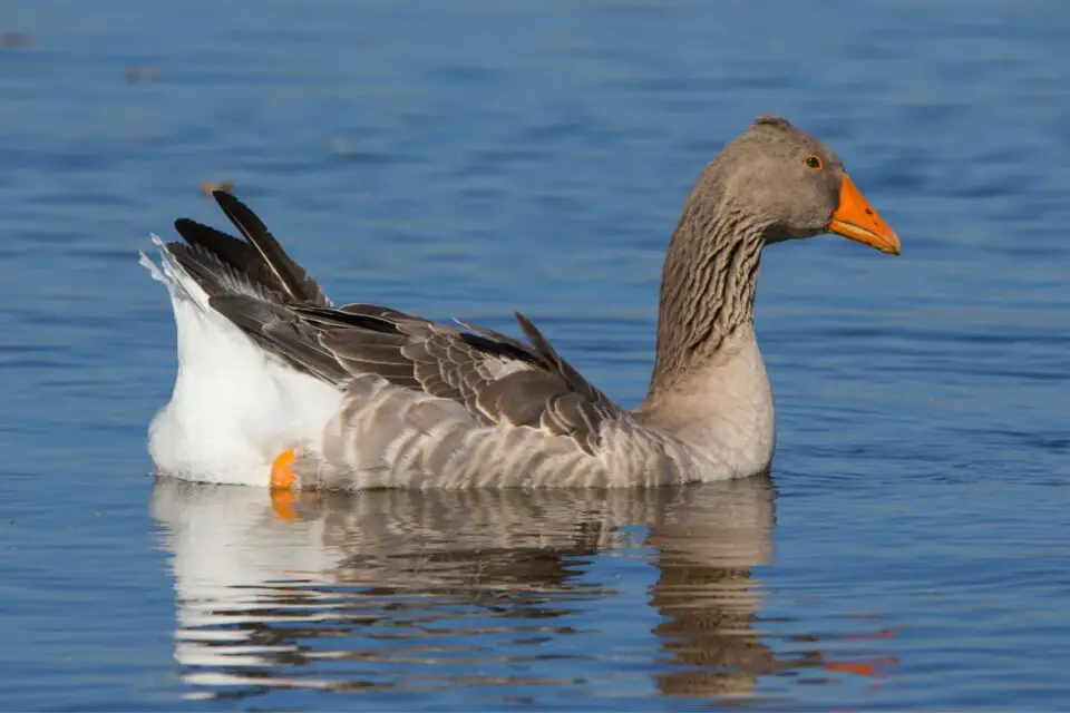 15 Birds That Are Similar to Ducks | NatureNibble