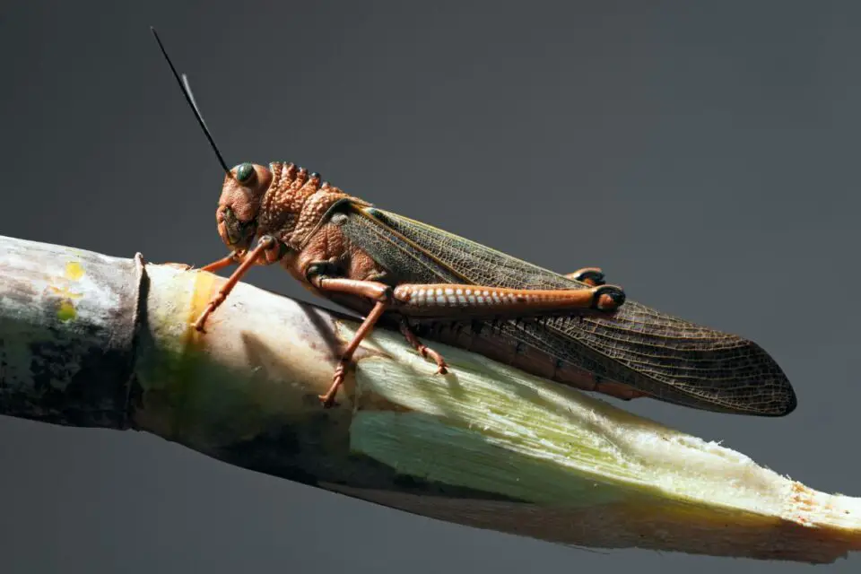 19 Insects Similar to Grasshoppers | NatureNibble