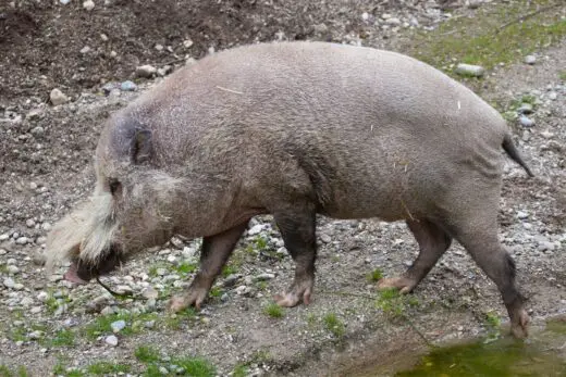 17 Animals Similar to Pigs | NatureNibble