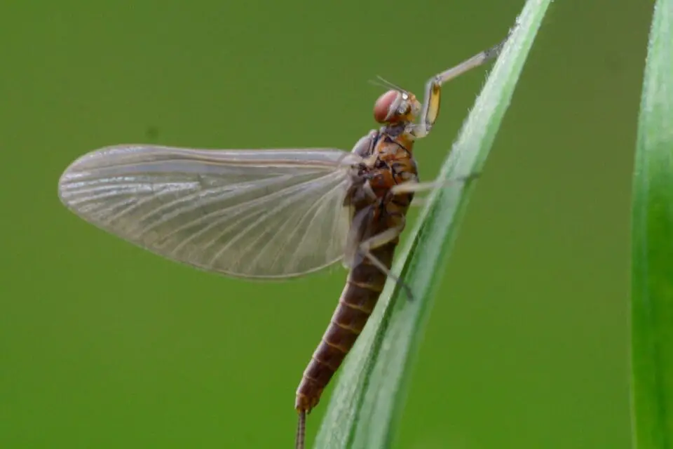 15 Insects Similar to Dragonflies | NatureNibble