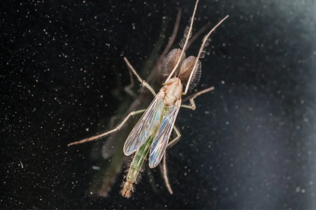 15 Insects Similar to the Mayfly | NatureNibble
