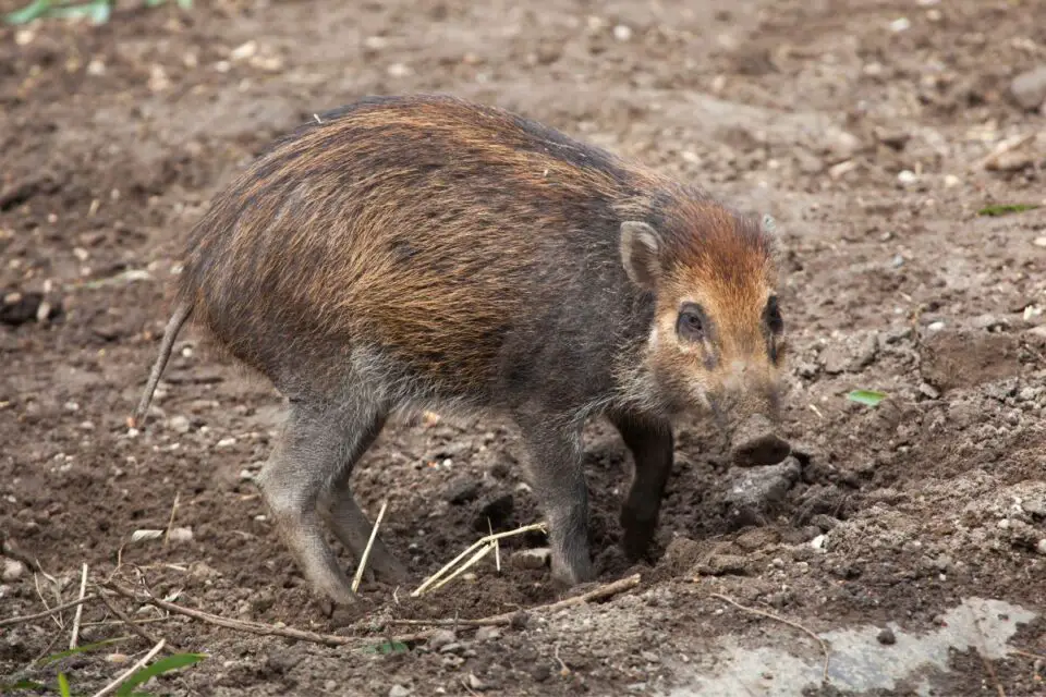 17 Animals Similar to Pigs | NatureNibble