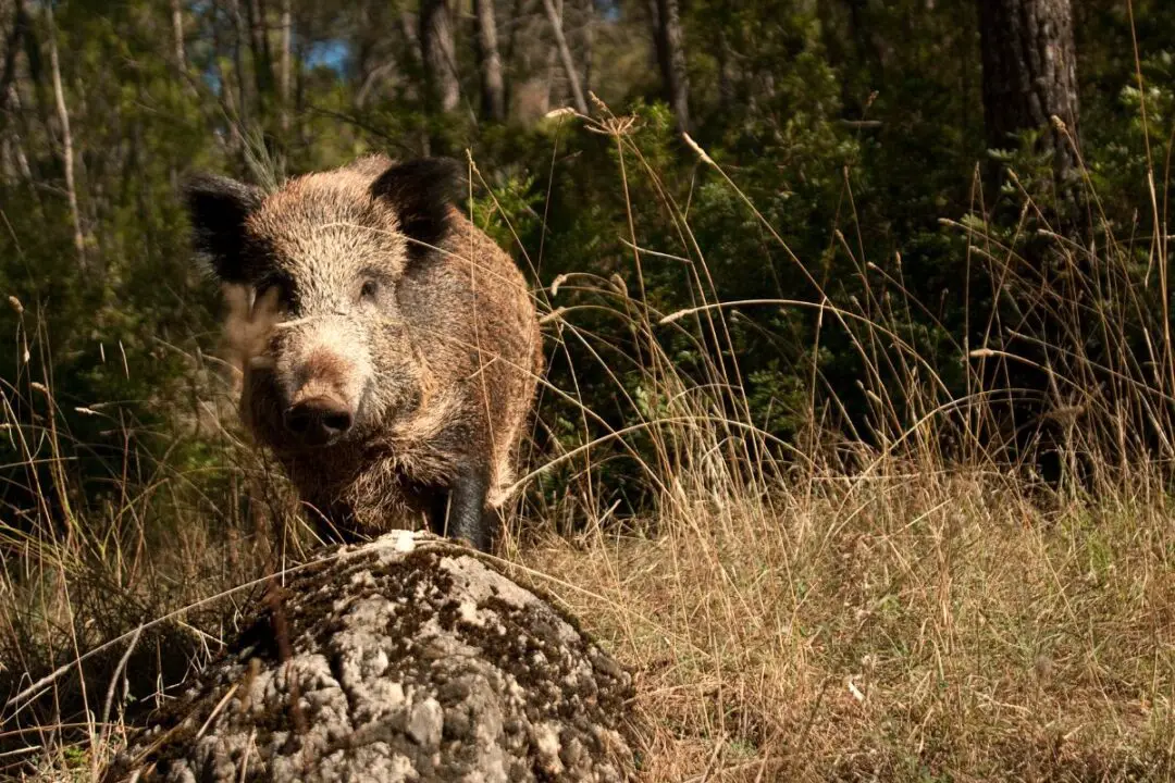 17 Animals Similar to Pigs | NatureNibble