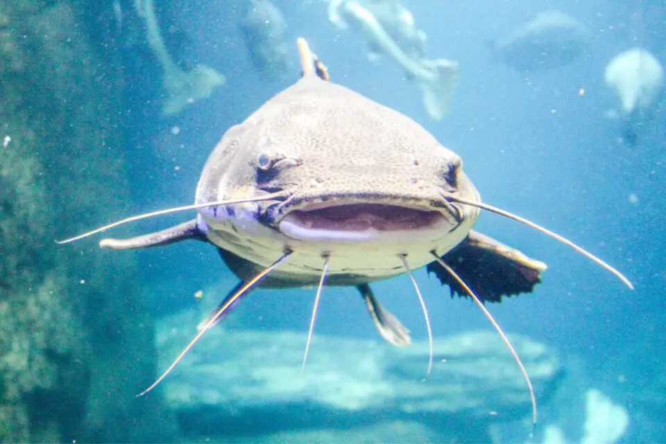 15 Fish Similar to Grouper | NatureNibble