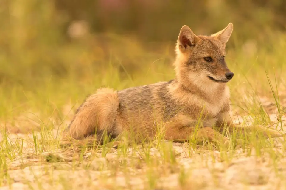 12 Animals Similar to Dogs | NatureNibble