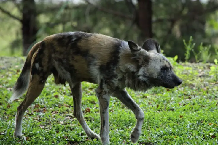 12 Animals Similar to Dogs | NatureNibble