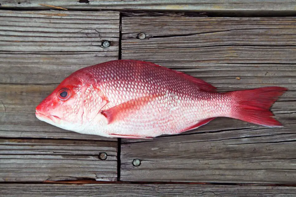 15 Fish Similar to Grouper | NatureNibble