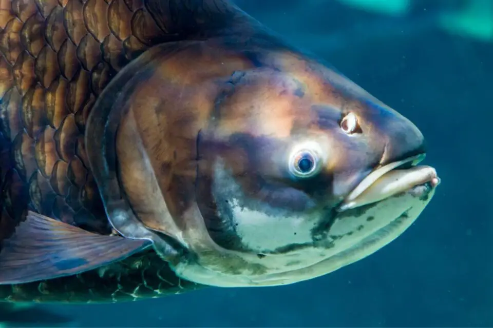 9 Fish Similar to Carp | NatureNibble