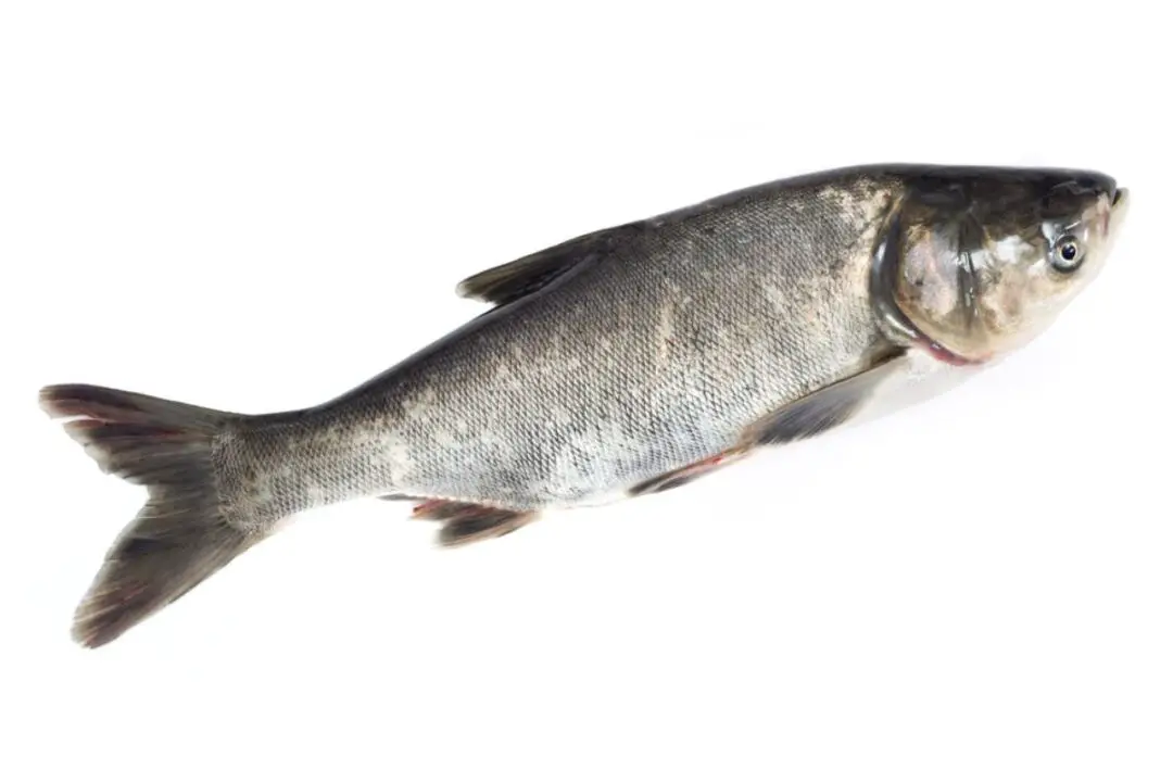 9 Fish Similar to Carp | NatureNibble