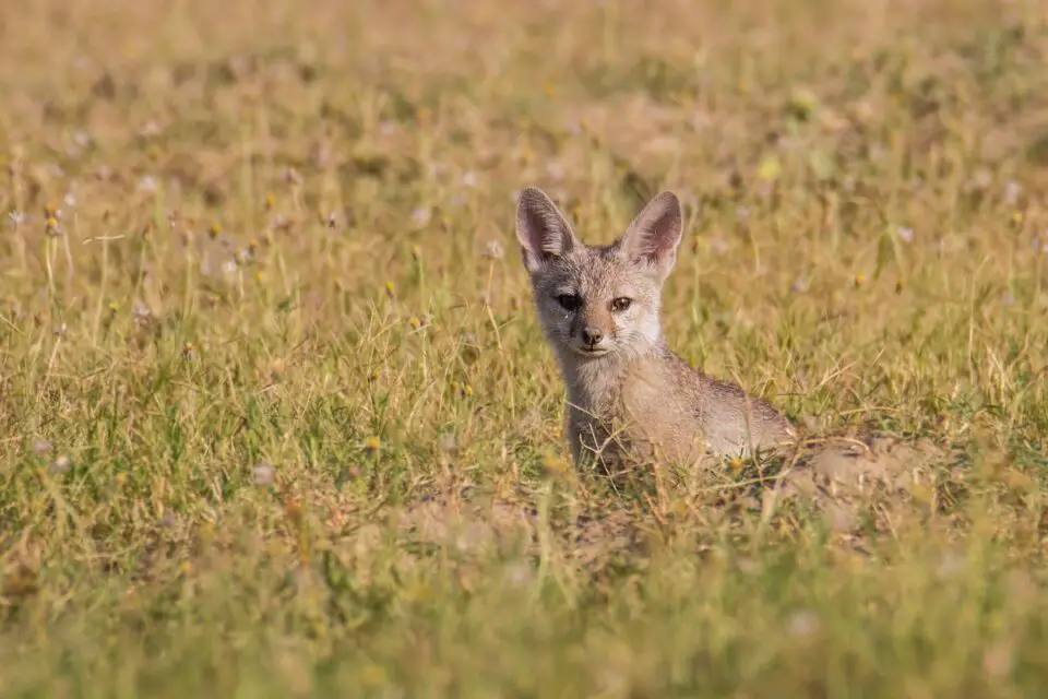 12 Animals Similar to Dogs | NatureNibble