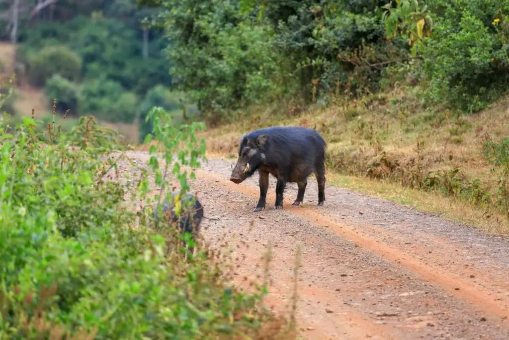 15 Animals Similar to Wild Boars | NatureNibble