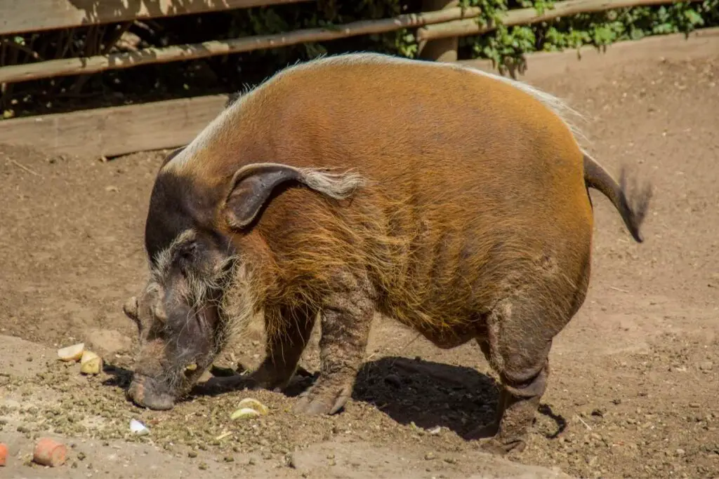 15 Animals Similar to Wild Boars | NatureNibble