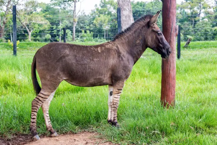 15 Animals Similar to Zebras | NatureNibble