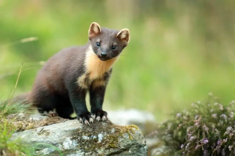 15 Animals Similar to Ferrets | NatureNibble