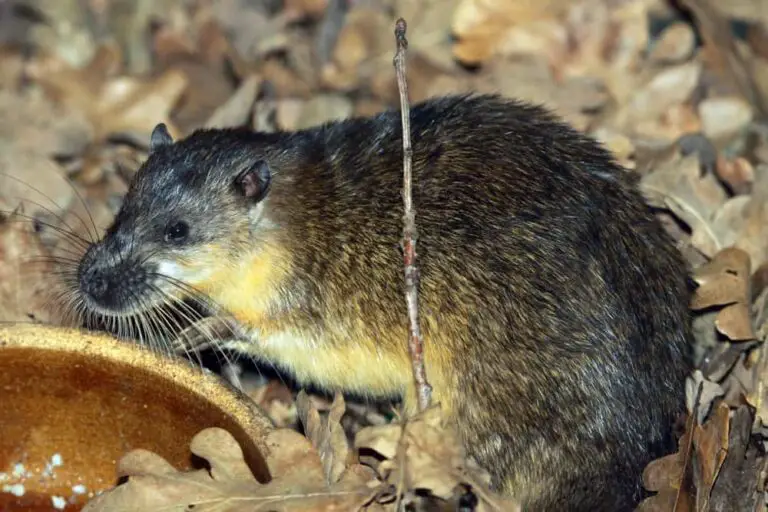 15 Animals Similar to Muskrats - NatureNibble