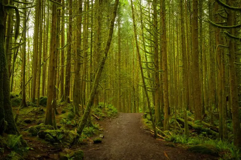 3 Types of Forests in British Columbia - NatureNibble