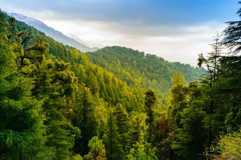 5 Different Types of Forests in India | NatureNibble