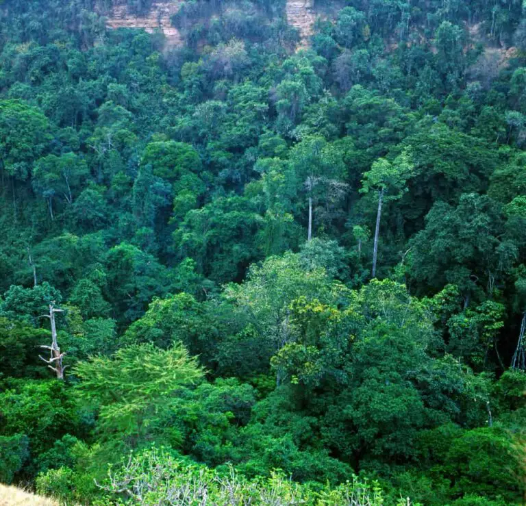 6 Different Types of Forests in Africa - NatureNibble