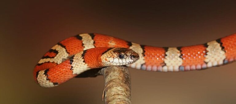 4 Different Types of Kingsnakes - NatureNibble